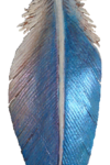 Feathers