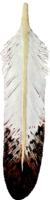 Feathers